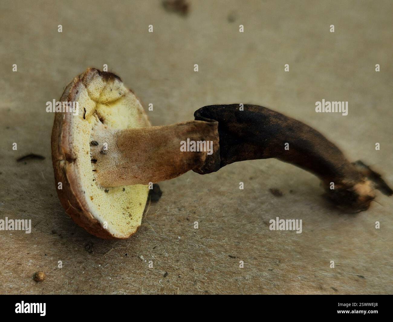 (Gyroporus), Fungi, Unger, WV 25411, USA, Mixed hardwood. Cap 2 cm diam ...
