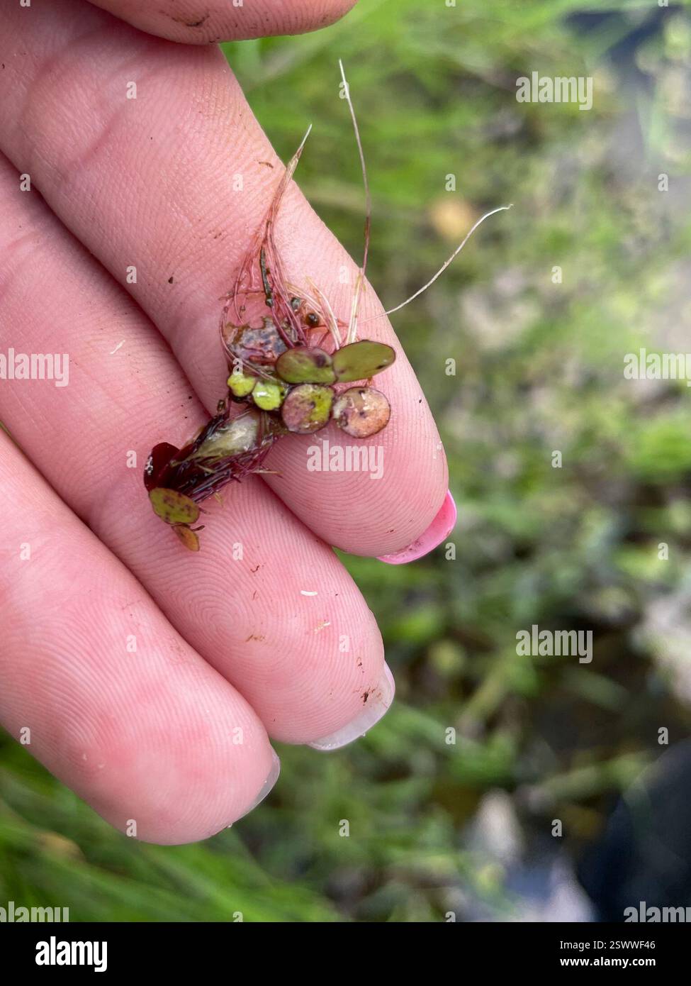 greater duckweed (Spirodela polyrhiza), Plantae, Кочкуровский р-н, Респ ...