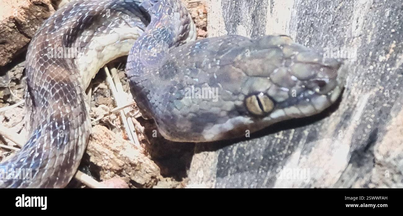 Children's Python (Antaresia childreni), Reptilia, Berry Springs NT ...