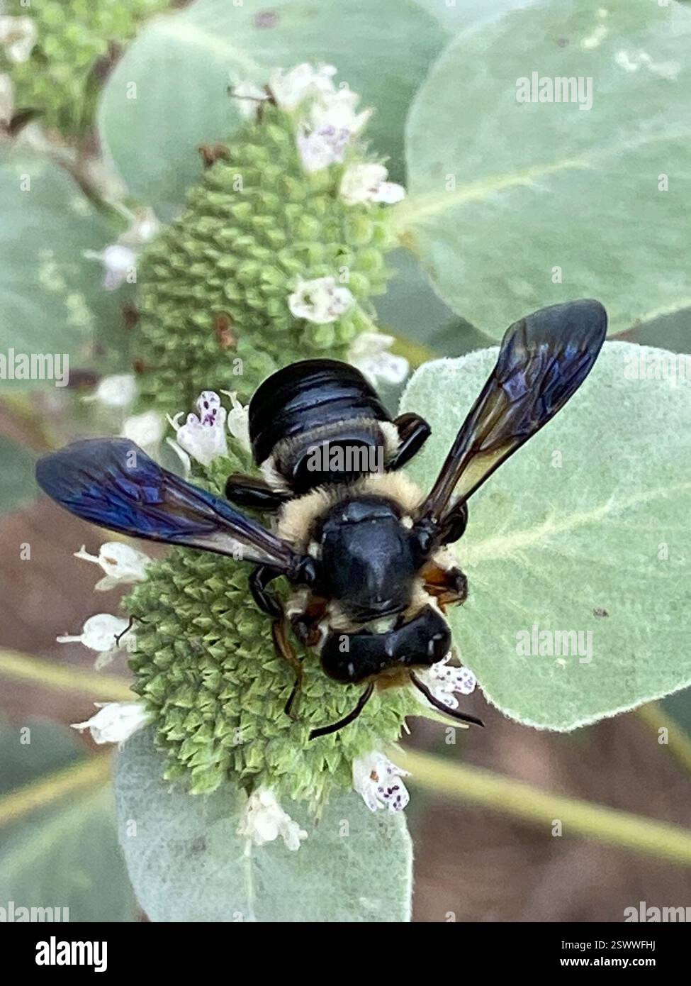 Carpenter-mimic Leafcutter Bee (Megachile xylocopoides), Insecta ...