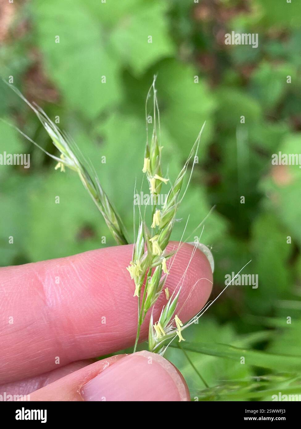 Giant Fescue (Lolium giganteum), Plantae, Gmunden, AT-OO, AT Stock ...