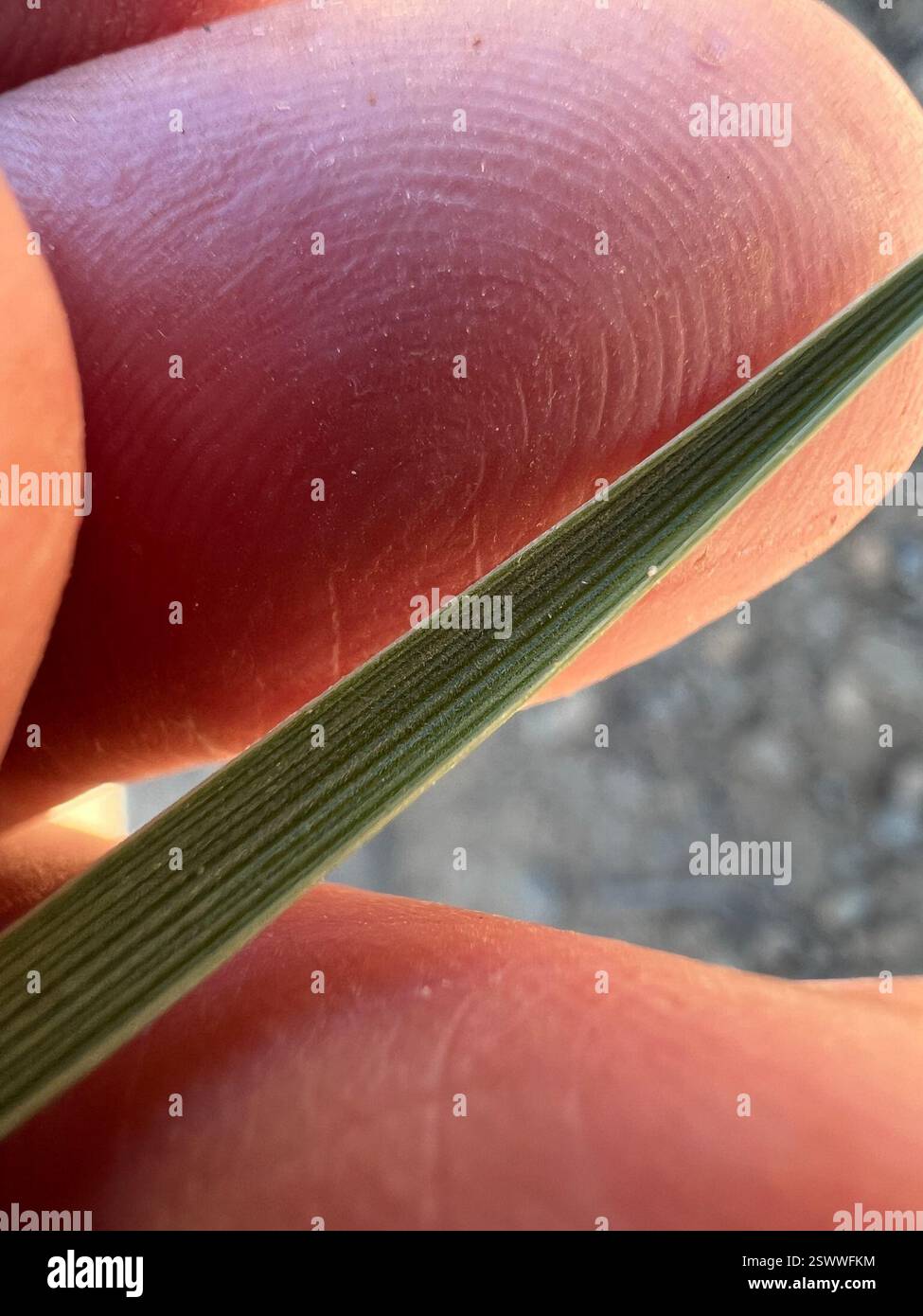 Scribner's Wheatgrass (Elymus scribneri), Plantae, Kittitas County, WA ...