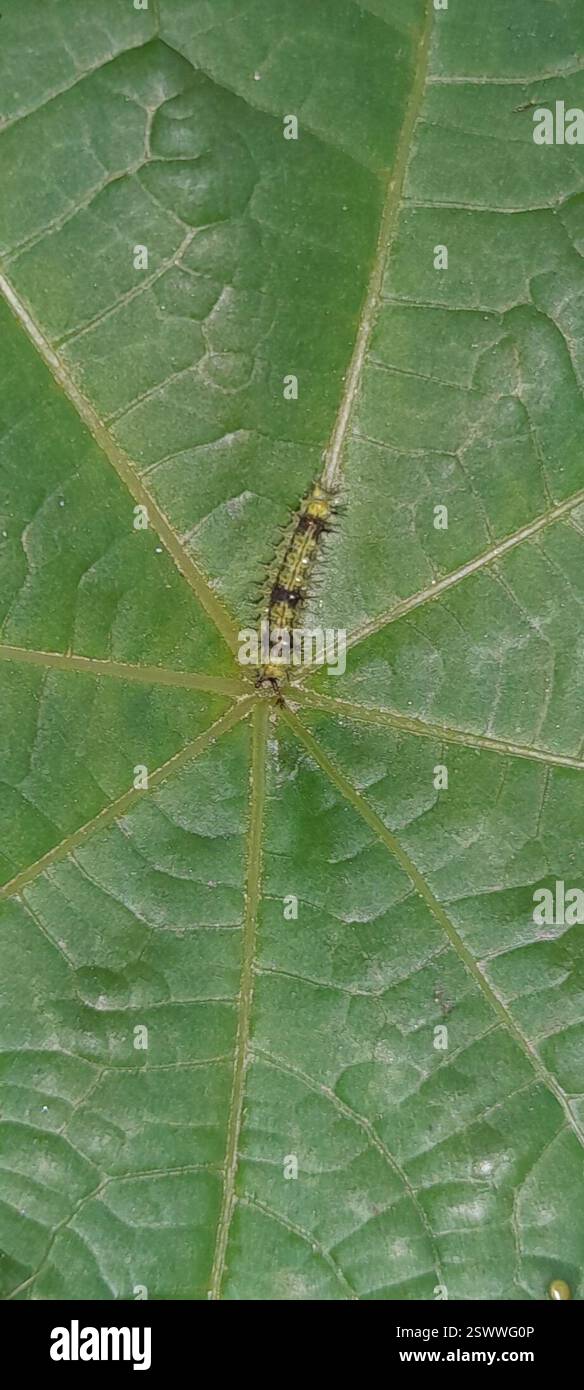 Common Castor Butterfly (Ariadne merione), Insecta, 848/6, Fort Kengeri ...