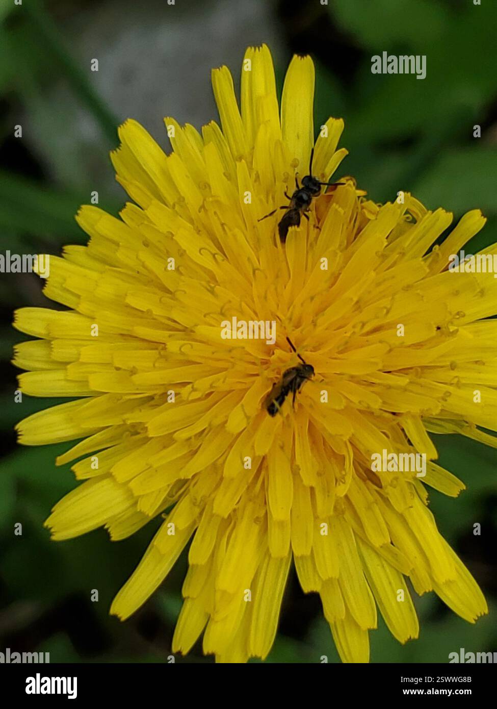 (Panurginus), Insecta, Sweet Grass County, MT, USA Stock Photo - Alamy