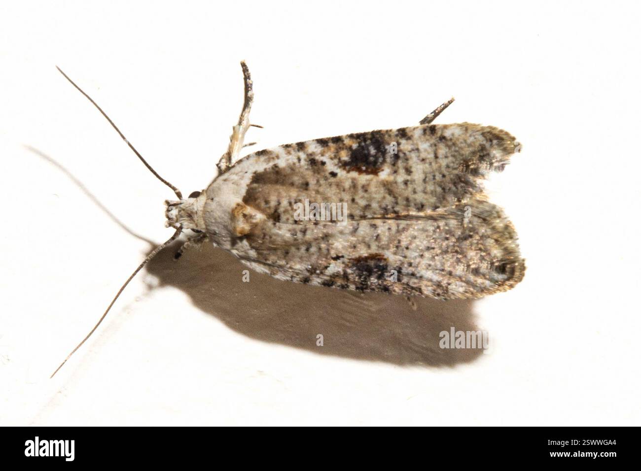 Poison hemlock moth (Agonopterix alstroemeriana), Insecta, Kyeburn, New ...