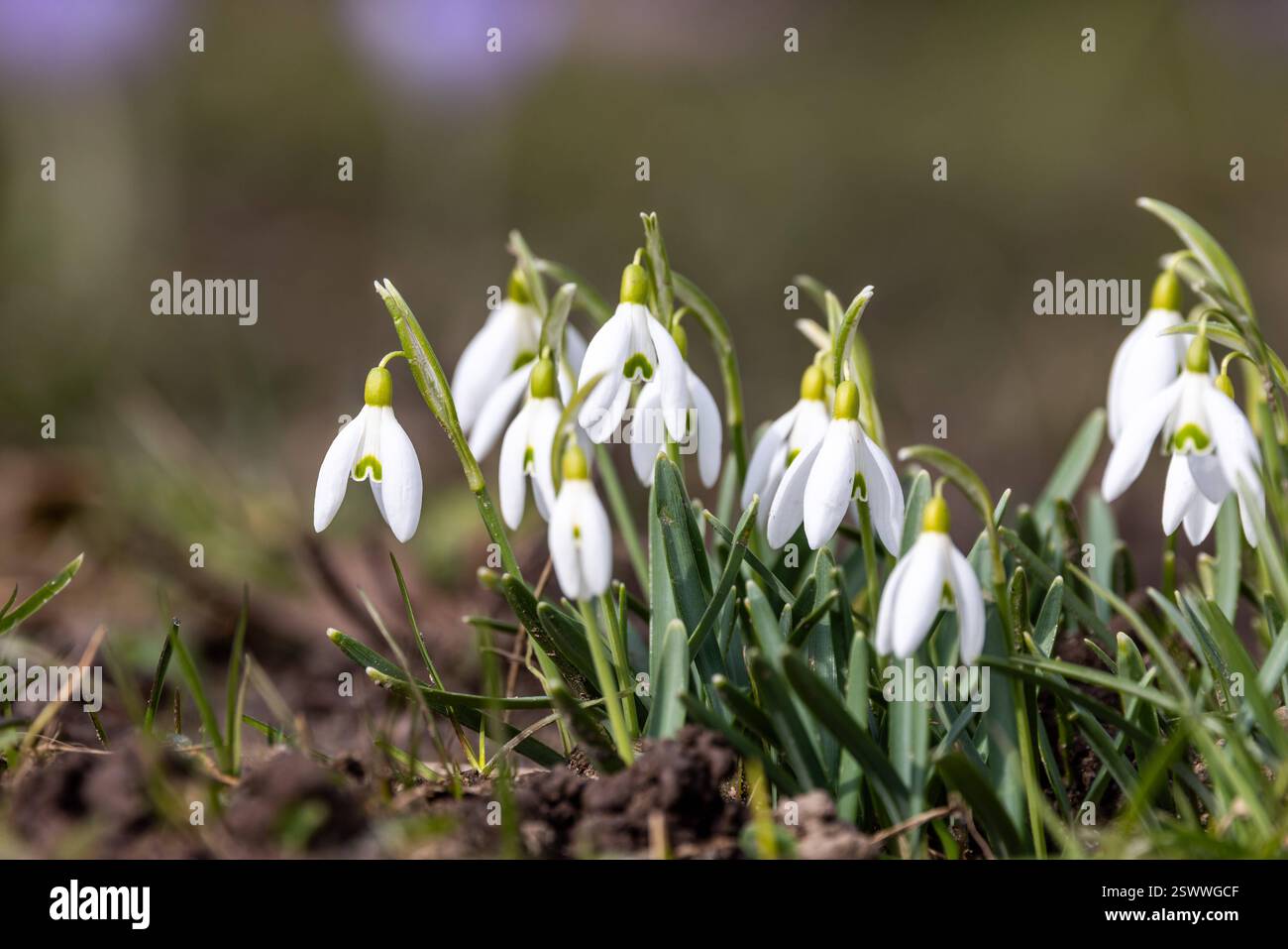 Mildes Februarwetter Schneeglöckchen blühen auf einer Wiese im ...