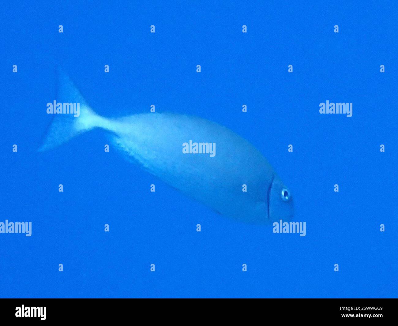 Rivulated Rabbitfish (Siganus rivulatus), Actinopterygii, Dibab, Red ...