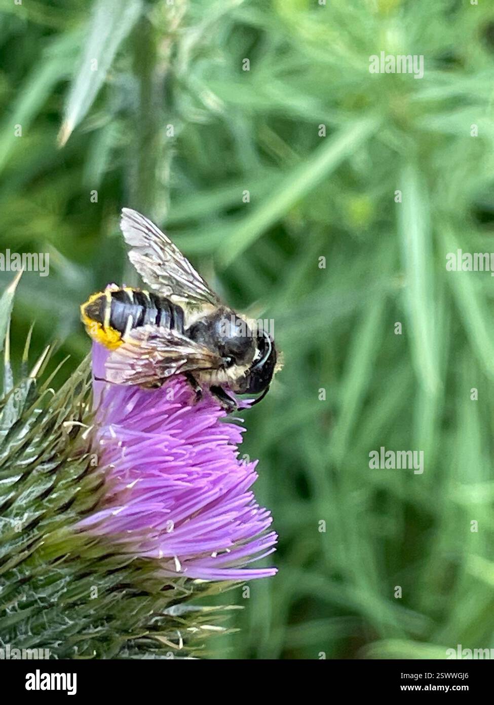 broad-handed leafcutter bee (Megachile latimanus), Insecta, College St ...