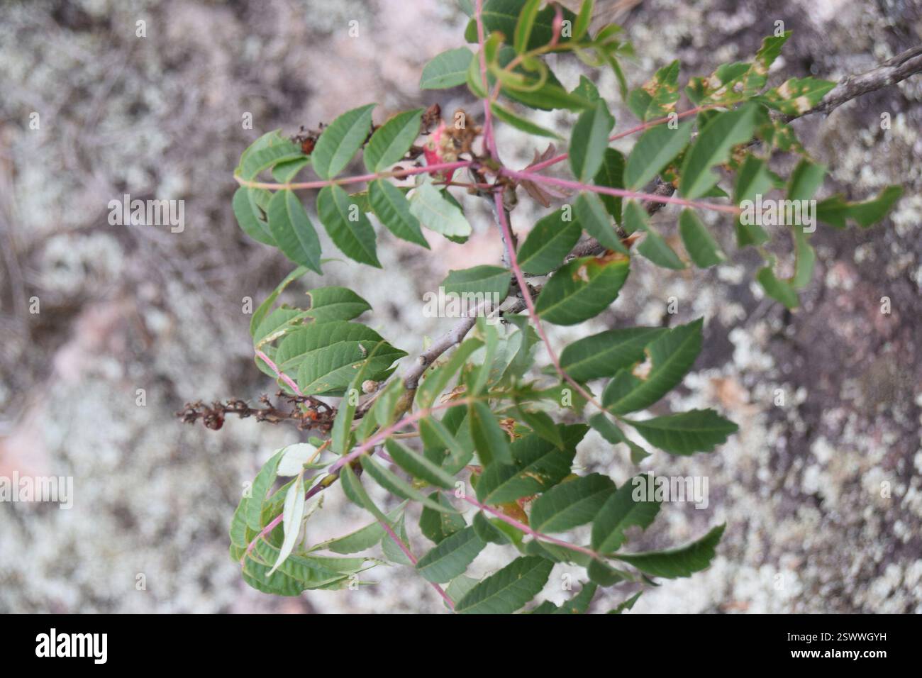 smooth sumac (Rhus glabra), Plantae, Powerview, Powerview-Pine Falls ...