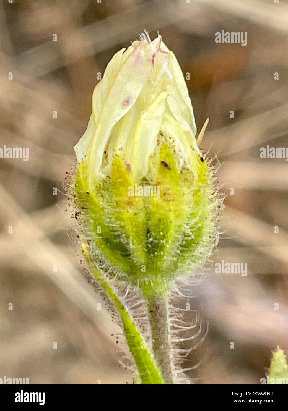 31 80 mm hi-res stock photography and images - Alamy
