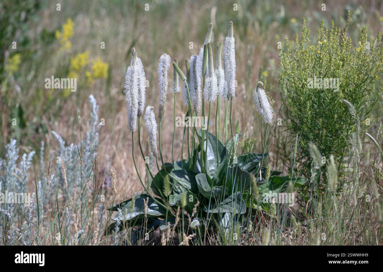 (Plantago maxima), Plantae, Есильский район, Казахстан Stock Photo - Alamy