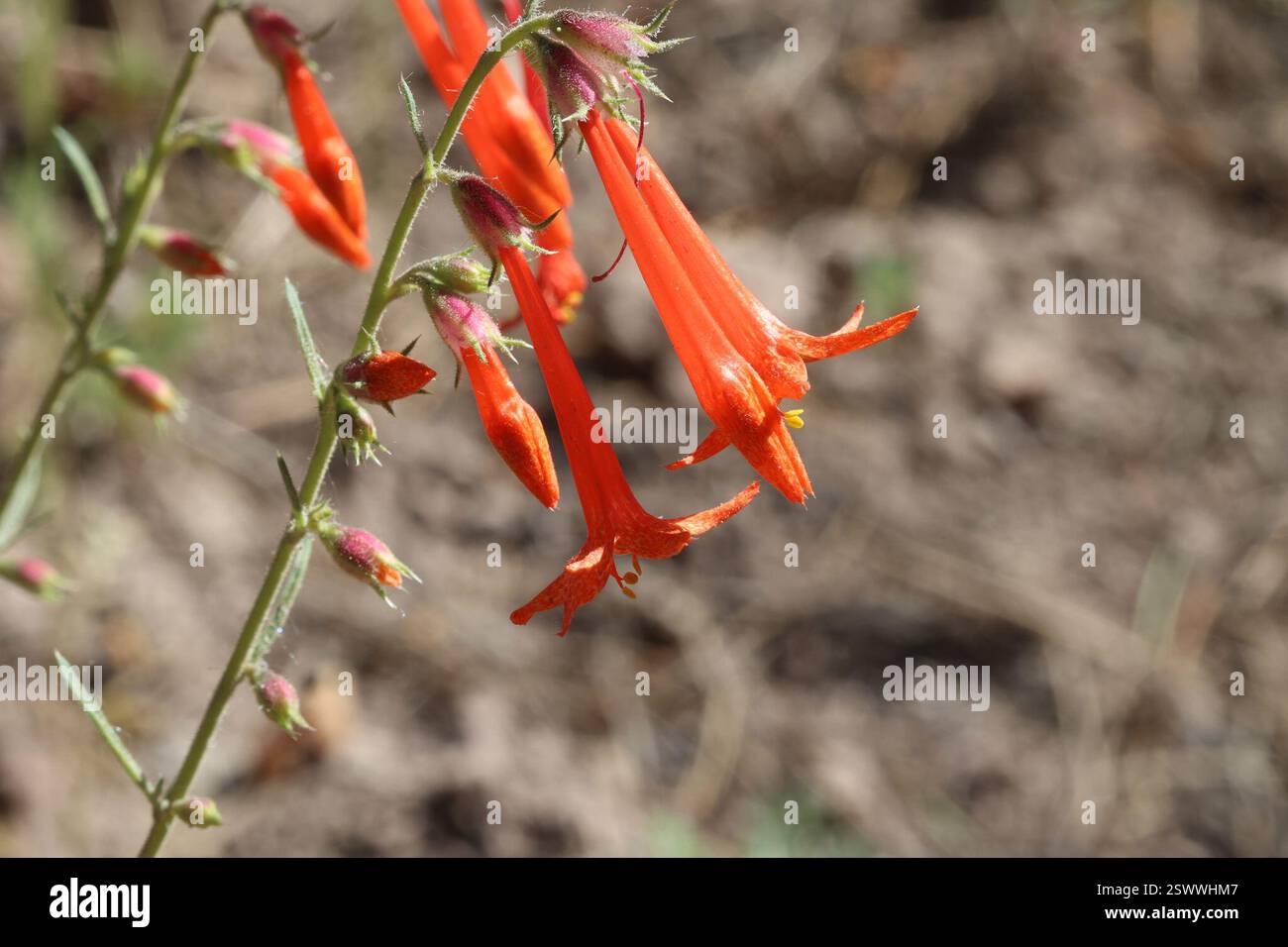 Scarlet Gilia (Ipomopsis aggregata), Plantae, Los Alamos County, NM ...