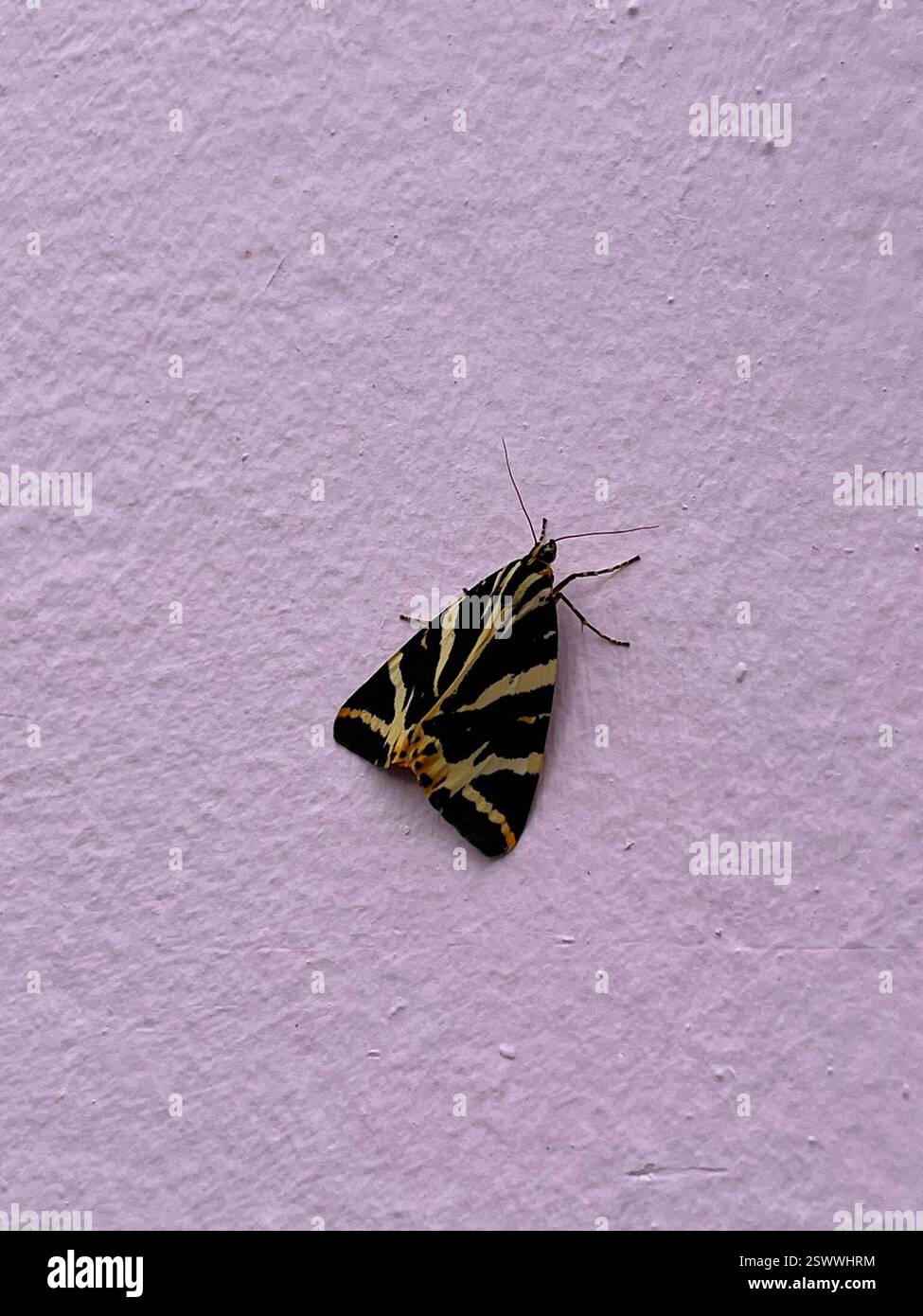 Wingate road london hi-res stock photography and images - Alamy