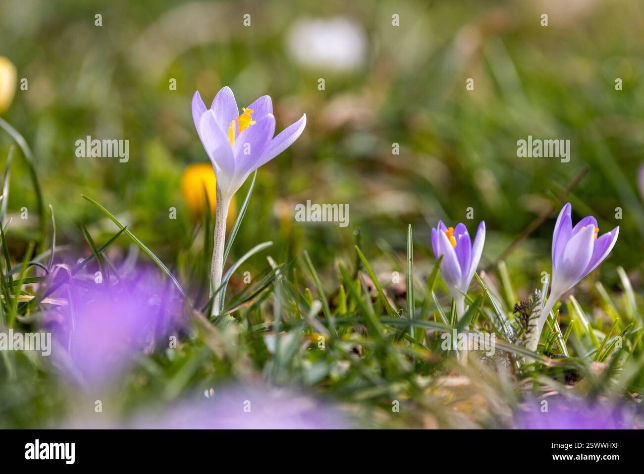 Mildes Februarwetter Krokusse blühen auf einer Wiese im Sonnenschein ...