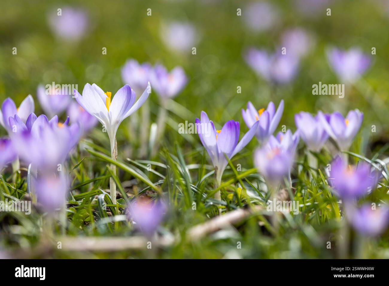Mildes Februarwetter Krokusse blühen auf einer Wiese im Sonnenschein ...