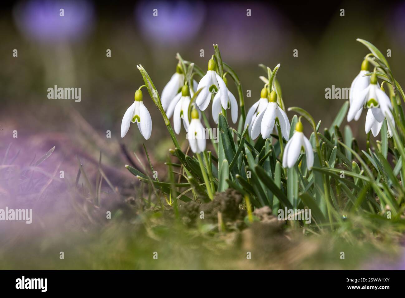 Mildes Februarwetter Schneeglöckchen blühen auf einer Wiese im ...