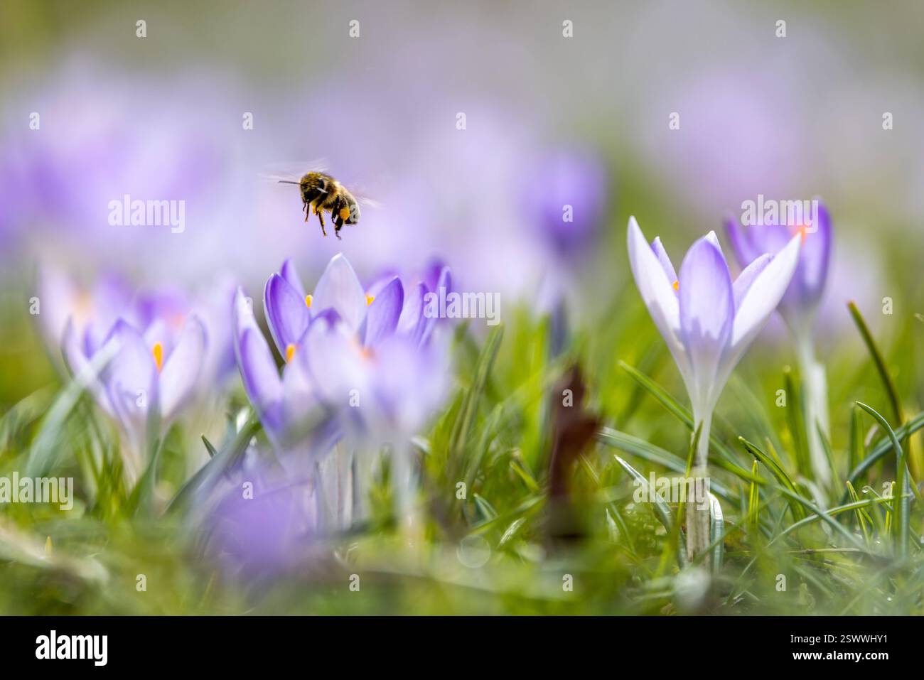 Mildes Februarwetter Krokusse blühen auf einer Wiese im Sonnenschein ...
