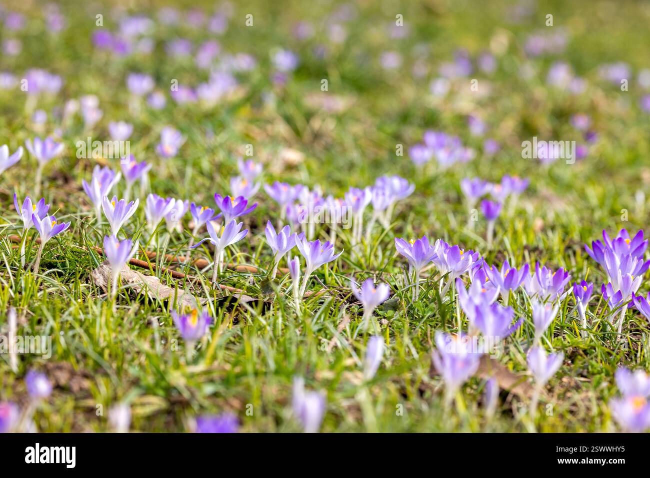 Mildes Februarwetter Krokusse blühen auf einer Wiese im Sonnenschein ...