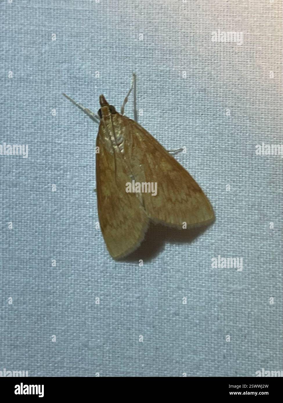 American Lotus Borer Moth (Ostrinia penitalis), Insecta, Martin Ln ...