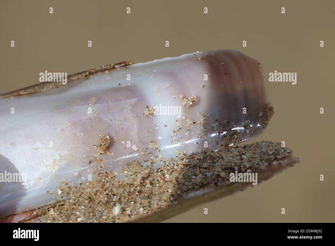 Pod Razor (Ensis siliqua), Mollusca, Crosby Beach, Burbo Bank Road ...
