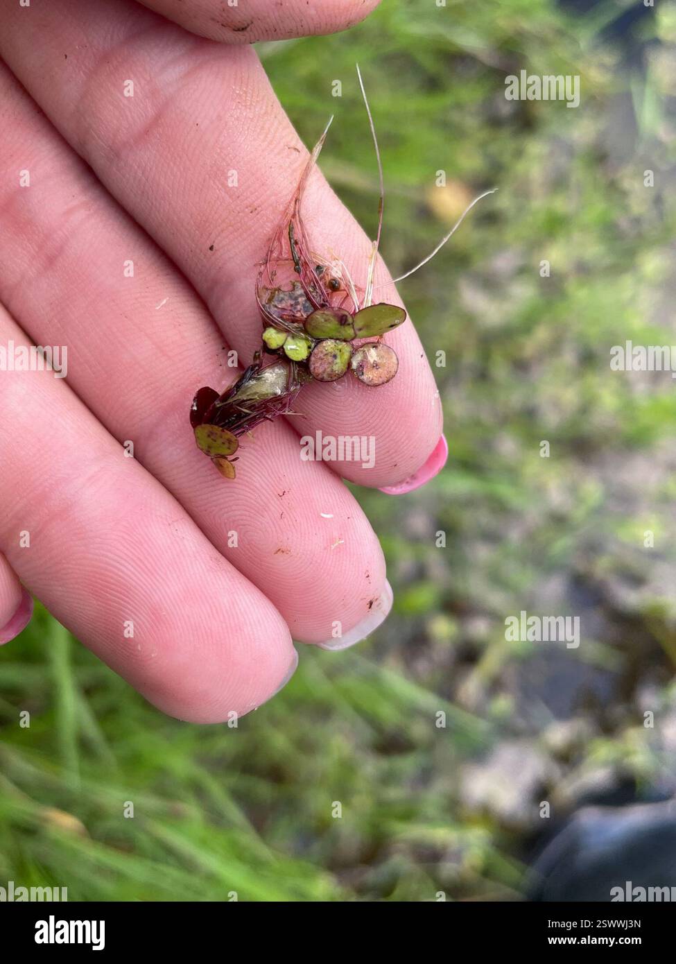 greater duckweed (Spirodela polyrhiza), Plantae, Кочкуровский р-н, Респ ...