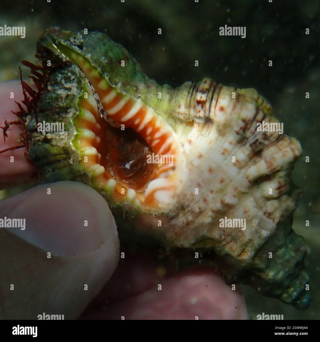 Monoplex nicobaricus hi-res stock photography and images - Alamy