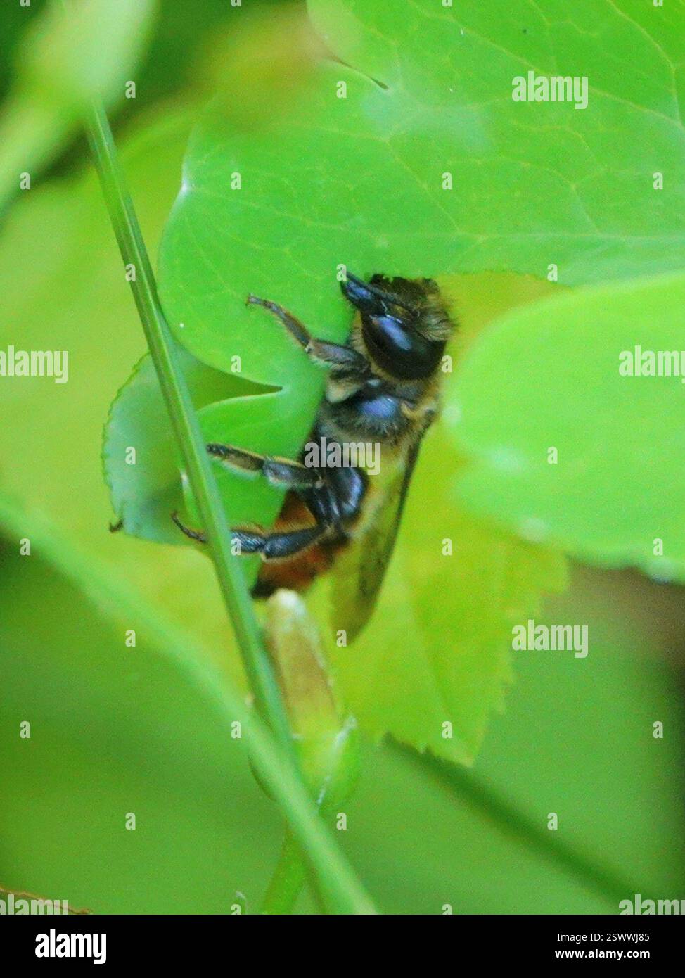 Willughby's Leafcutter Bee (Megachile willughbiella), Insecta, 3210 ...