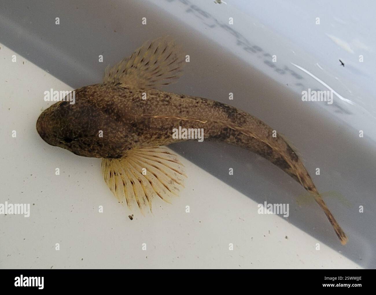 Mottled Sculpin (Cottus bairdii), Actinopterygii, Portville Stock Photo ...