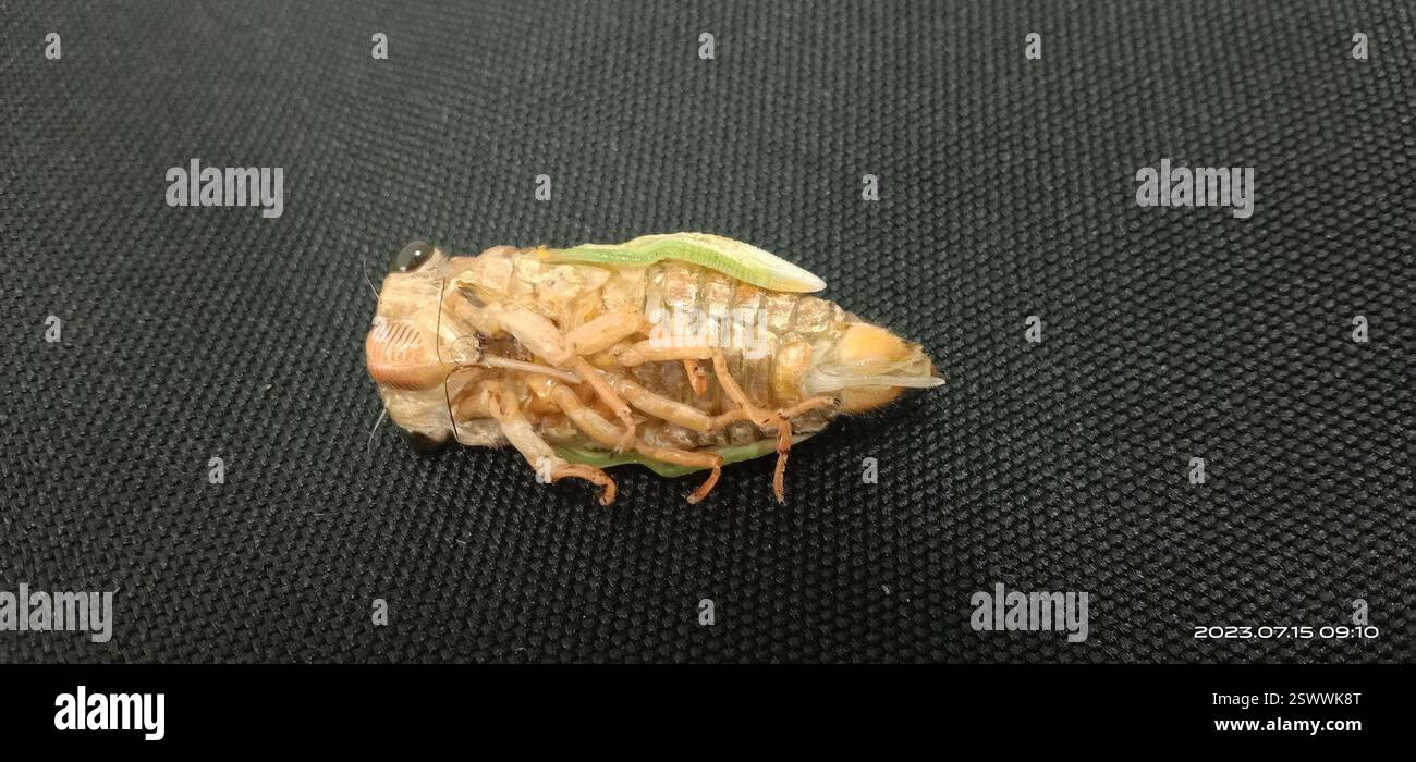 (Cryptotympana takasagona), Insecta, 950台灣台東縣台東市臺東 Stock Photo - Alamy