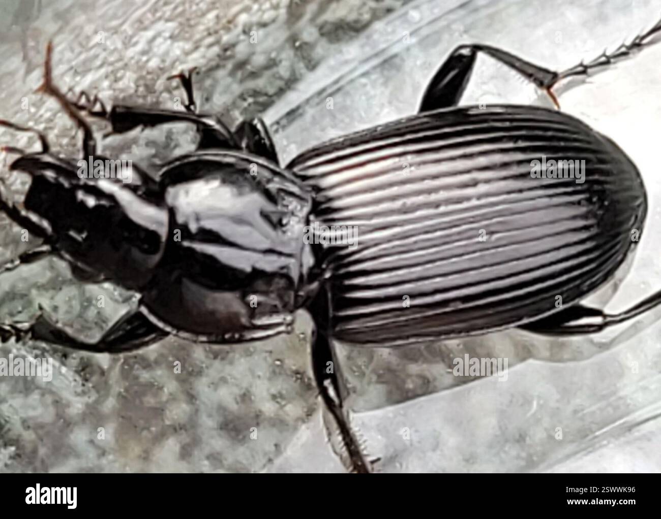 Rain Beetle (Pterostichus melanarius), Insecta, 3450 Lillerød, Danmark ...
