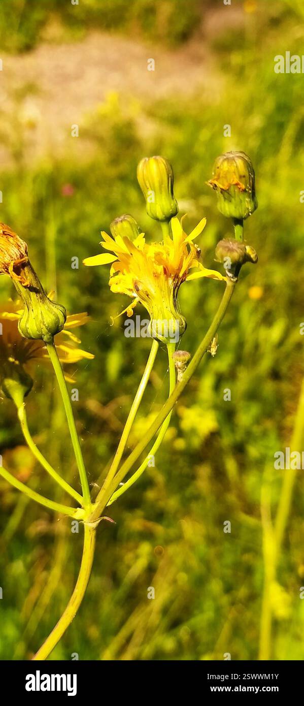 Smooth Field Sowthistle (Sonchus arvensis uliginosus), Plantae ...