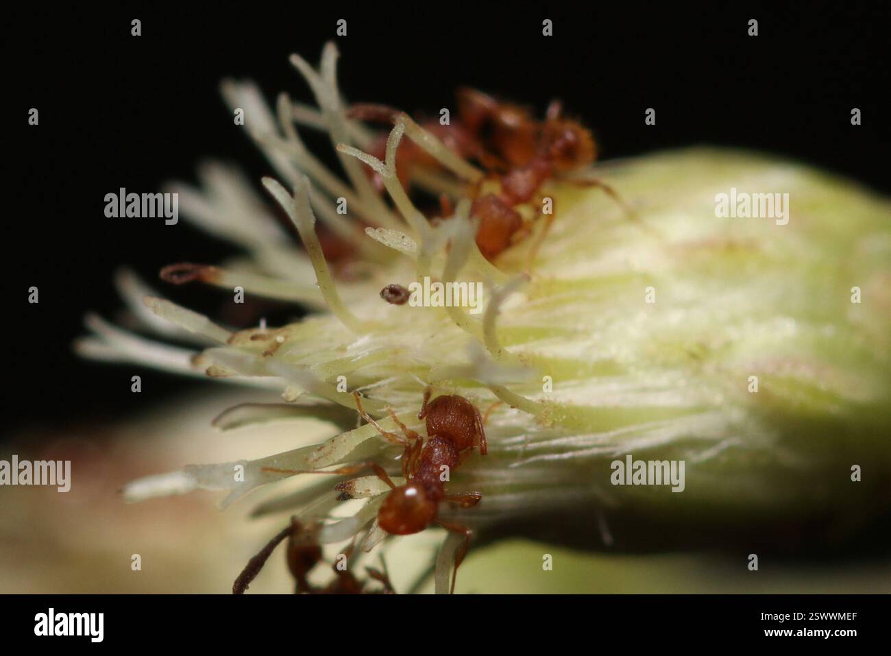 Little Fire Ant (Wasmannia auropunctata), Insecta, Araçariguama, SP ...