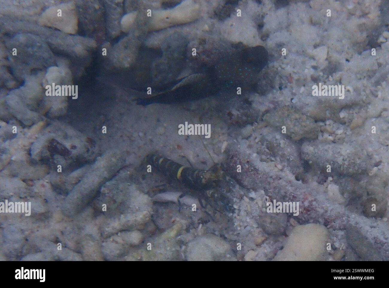 Yellow Shrimpgoby (Cryptocentrus cinctus), Actinopterygii, Ko Tao ...