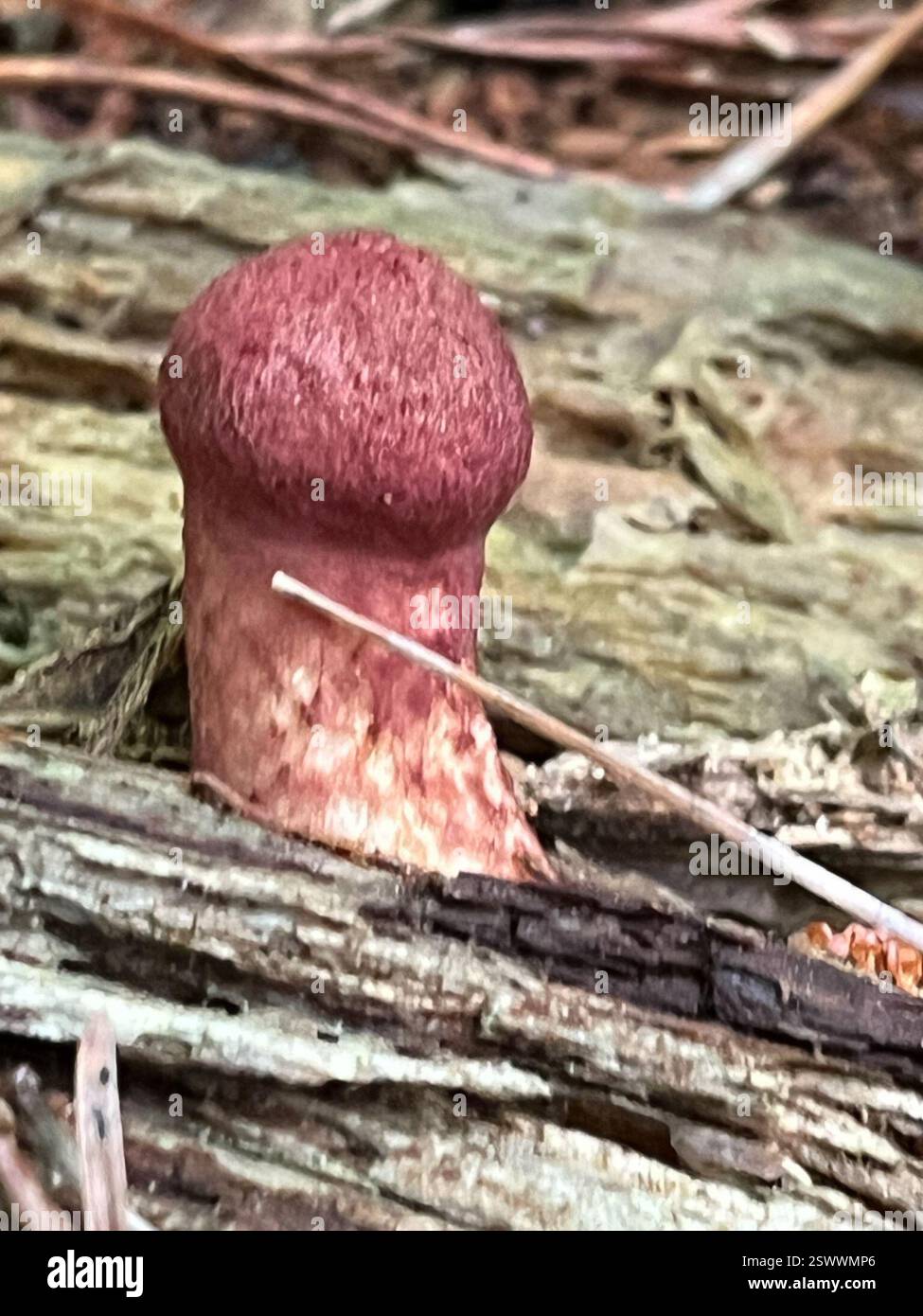 Painted Suillus (Suillus spraguei), Fungi, Stanley Gap, Cherry Log, GA ...