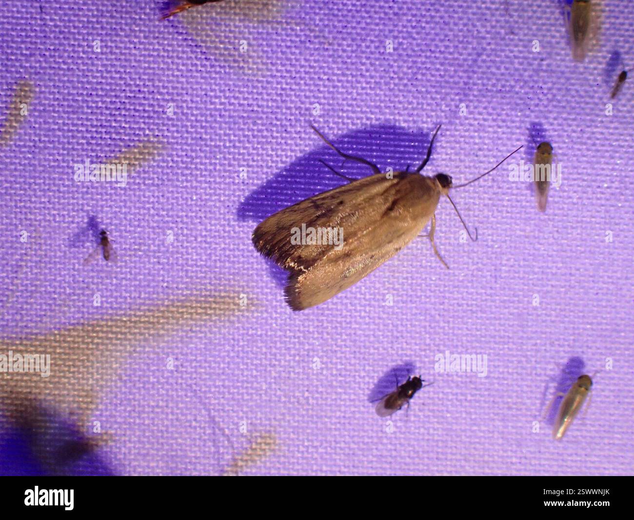 (Ponometia tortricina), Insecta, Val Marie No. 17, SK S0N, Canada, This ...