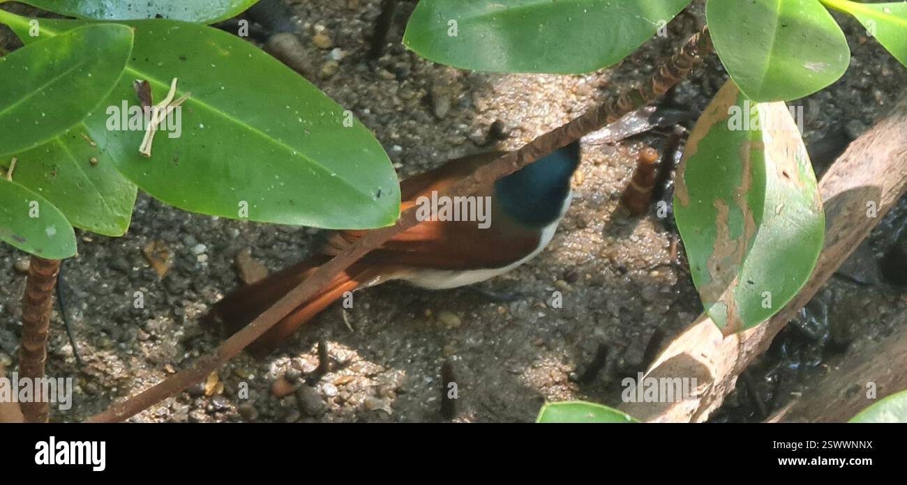 Shining Flycatcher (Myiagra alecto), Aves, HRRM+M3 End of the Mangrove ...