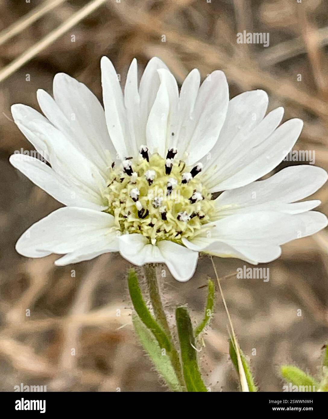 31 80 mm hi-res stock photography and images - Alamy