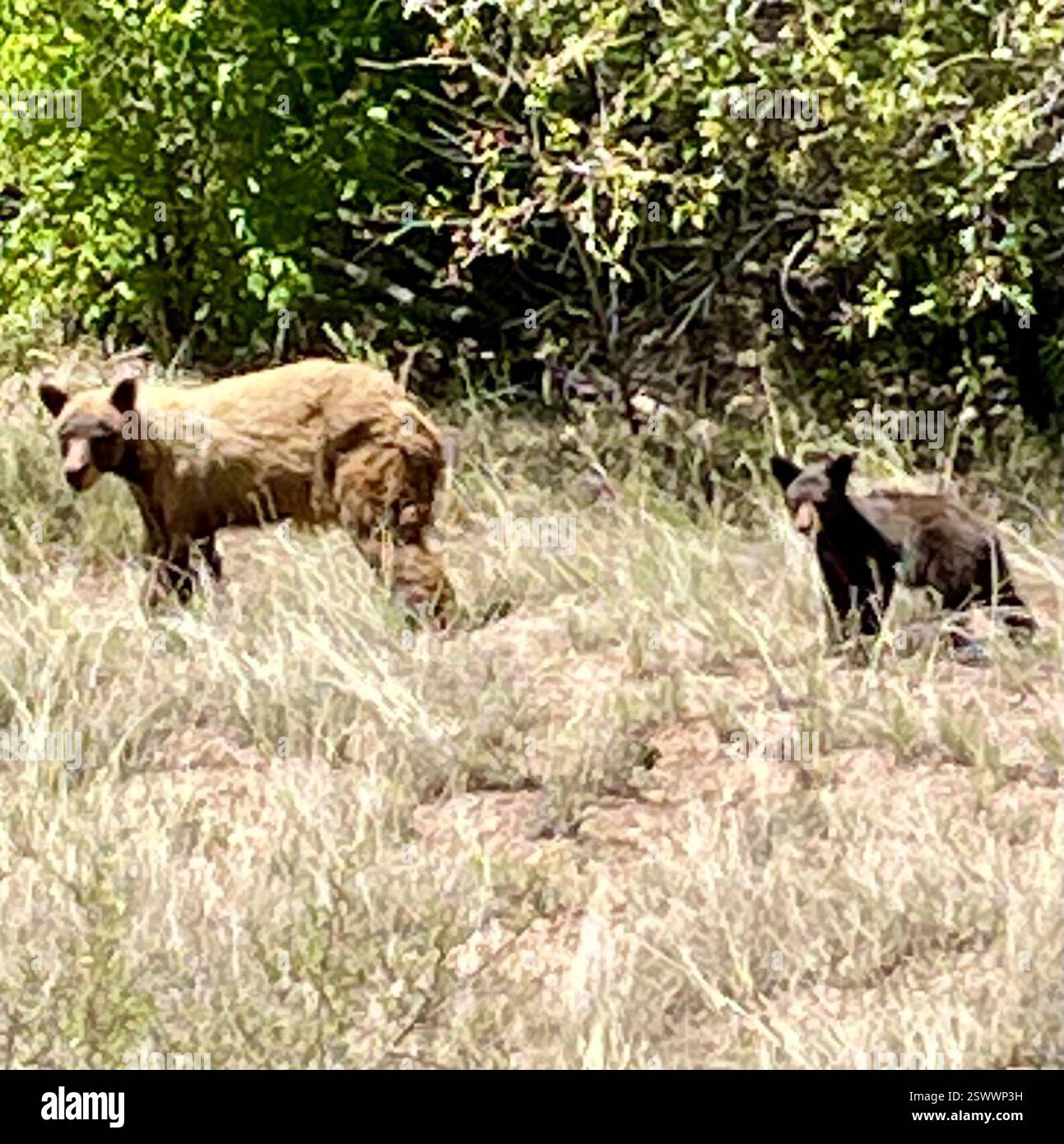 American Black Bear (Ursus americanus), Mammalia, Bandelier National ...