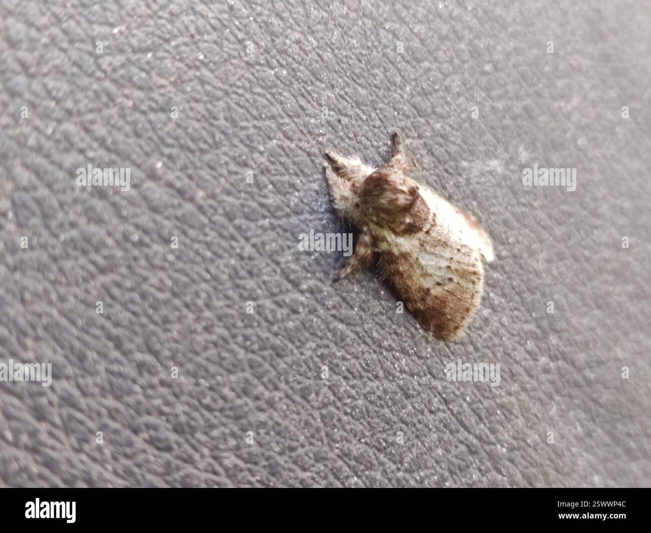 Butterflies and Moths (Lepidoptera), Insecta, Kerala, India Stock Photo ...