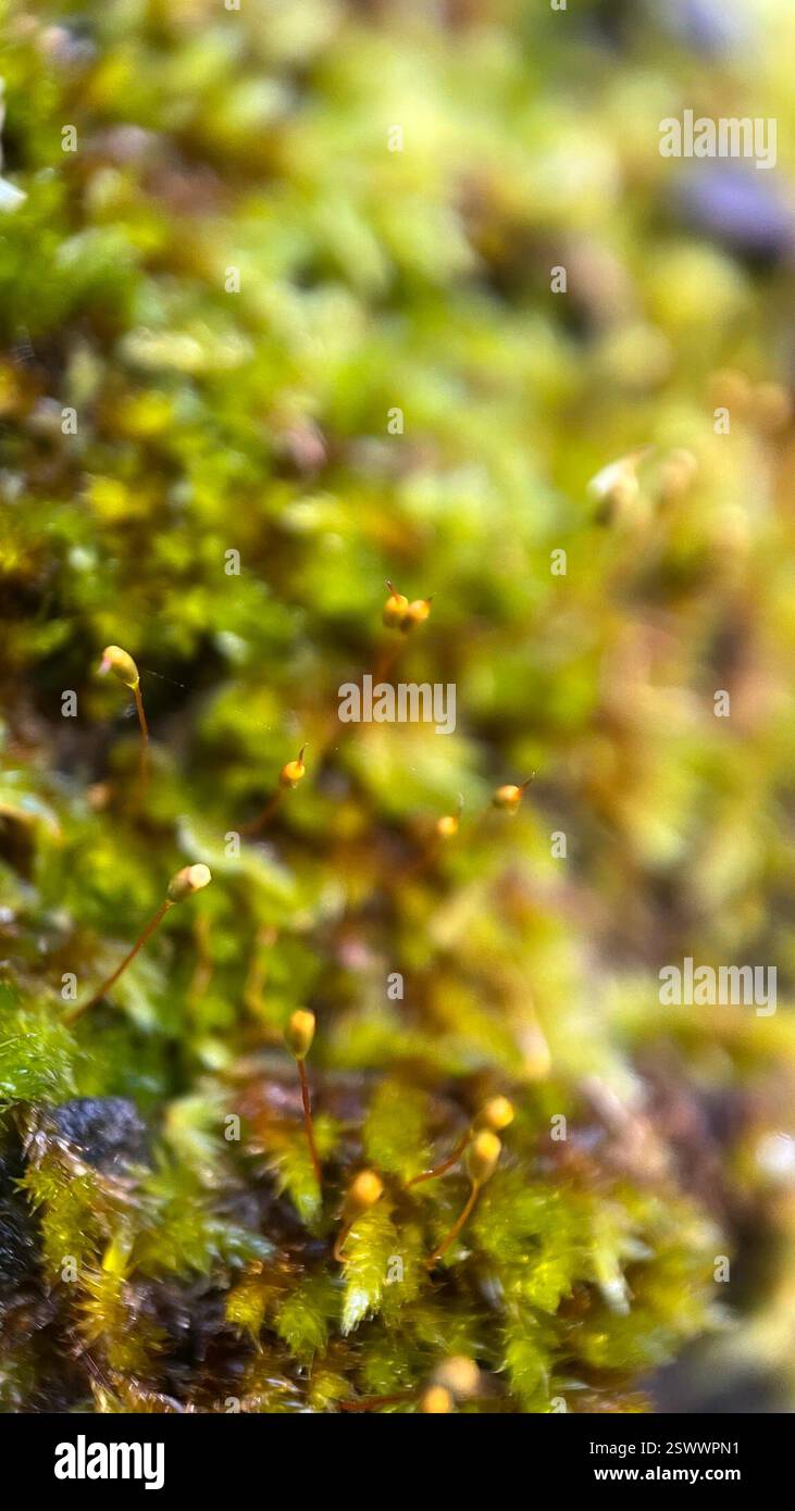 (Sematophyllum), Plantae, Steiglitz VIC 3331, Australia Stock Photo - Alamy