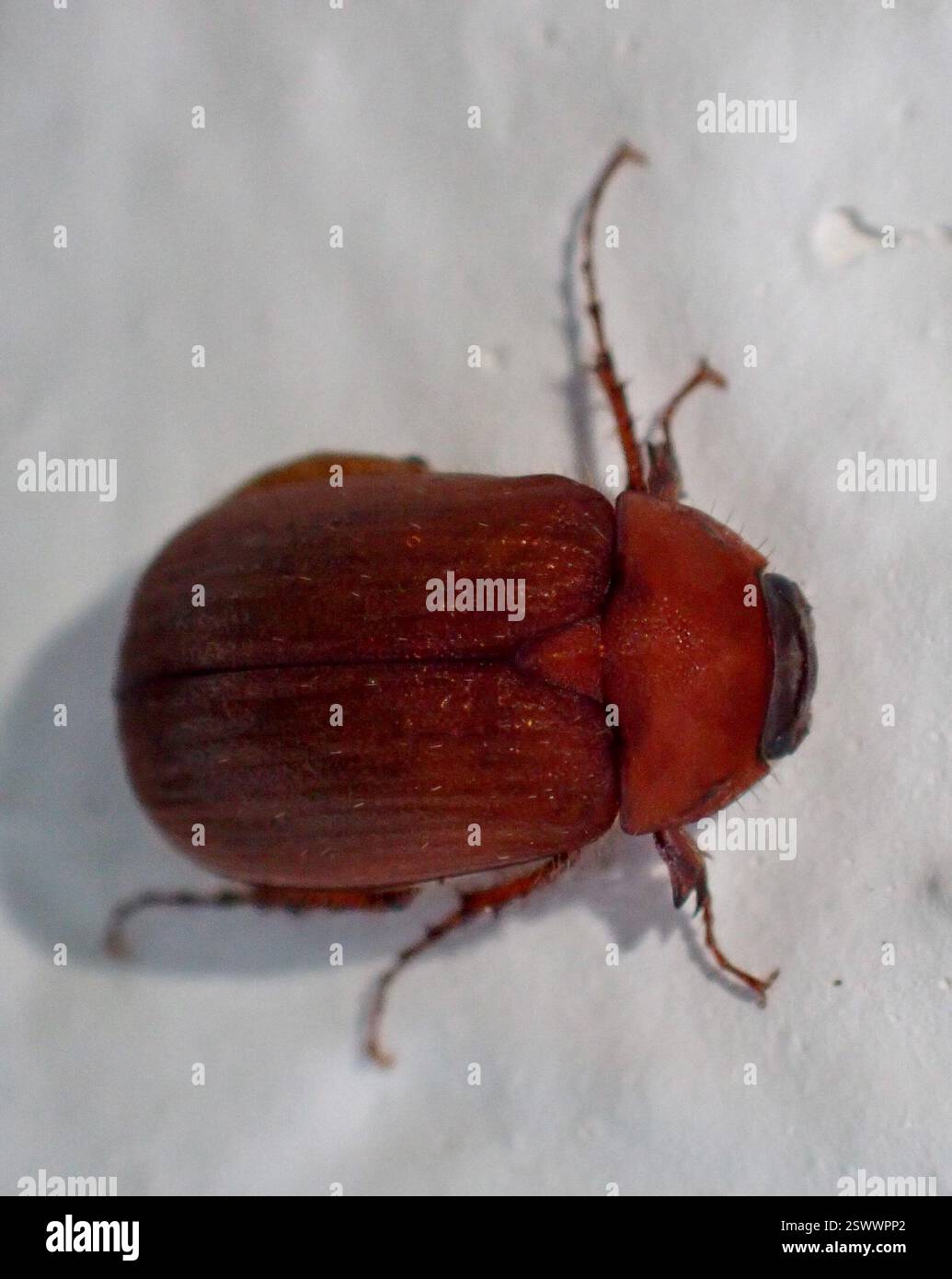 Brown Chafer (Serica brunnea), Insecta, Inchnadamph Lodge, Lairg ...