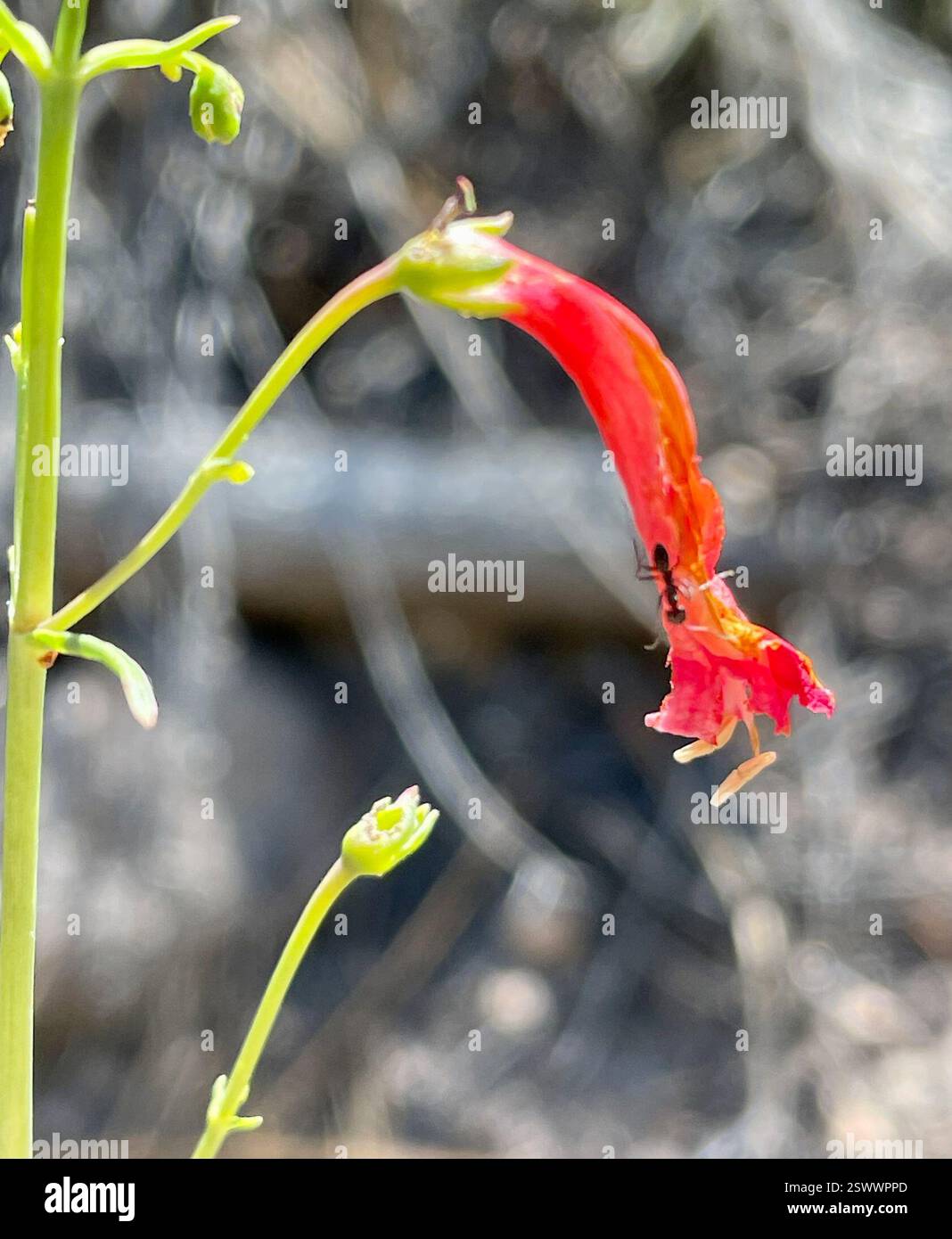 Beardlip Penstemon (Penstemon barbatus), Plantae, Bandelier National ...