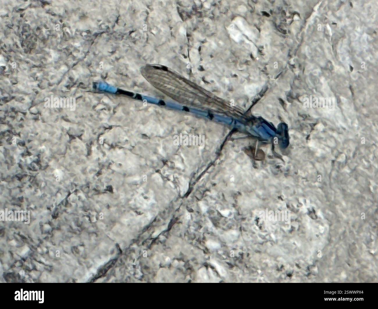 Aztec Dancer (Argia nahuana), Insecta, Boiling Springs State Park ...