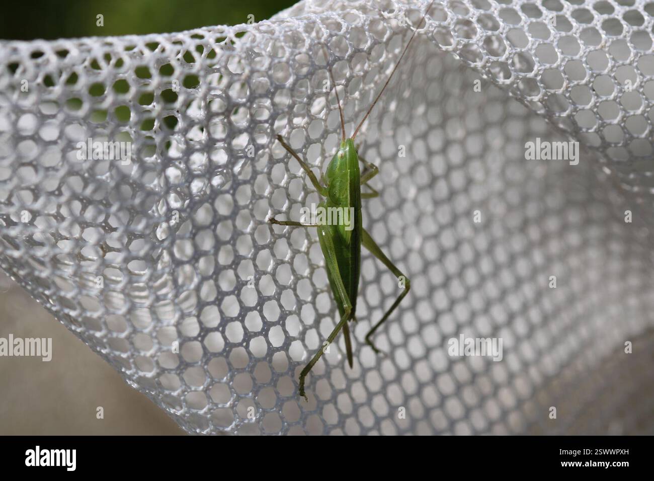 Large Conehead (Ruspolia nitidula), Insecta, La Frette, France Stock ...