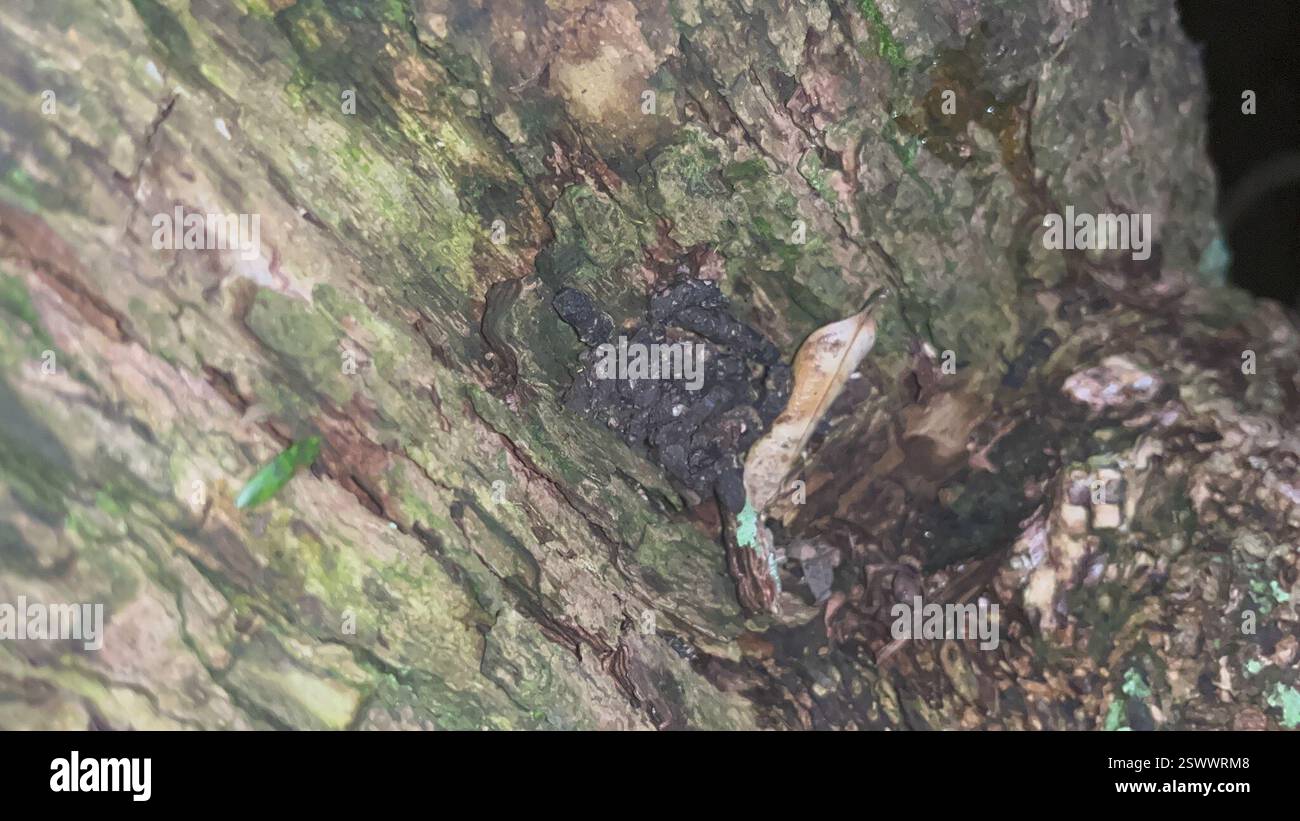 Common Brushtail Possum (Trichosurus vulpecula), Mammalia, Mountfort ...