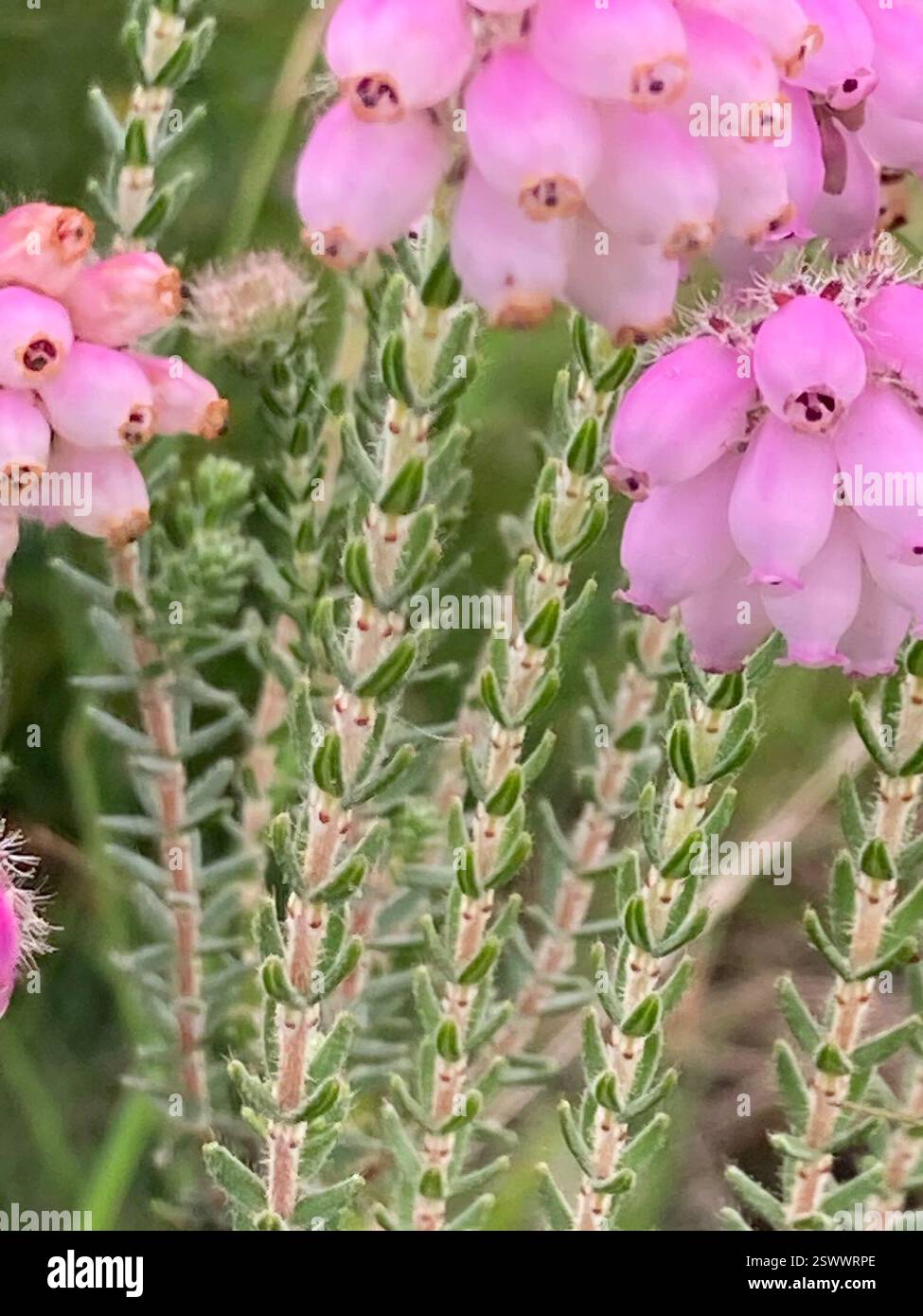 Cross-leaved Heath (Erica tetralix), Plantae, Corfe Mullen, Poole ...