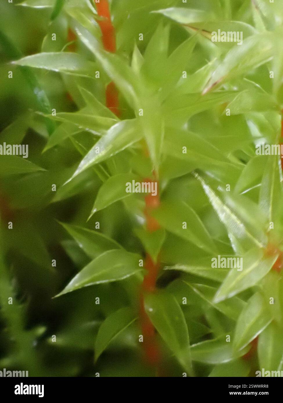 Long-leaved Thread Moss (Ptychostomum pseudotriquetrum), Plantae, North ...