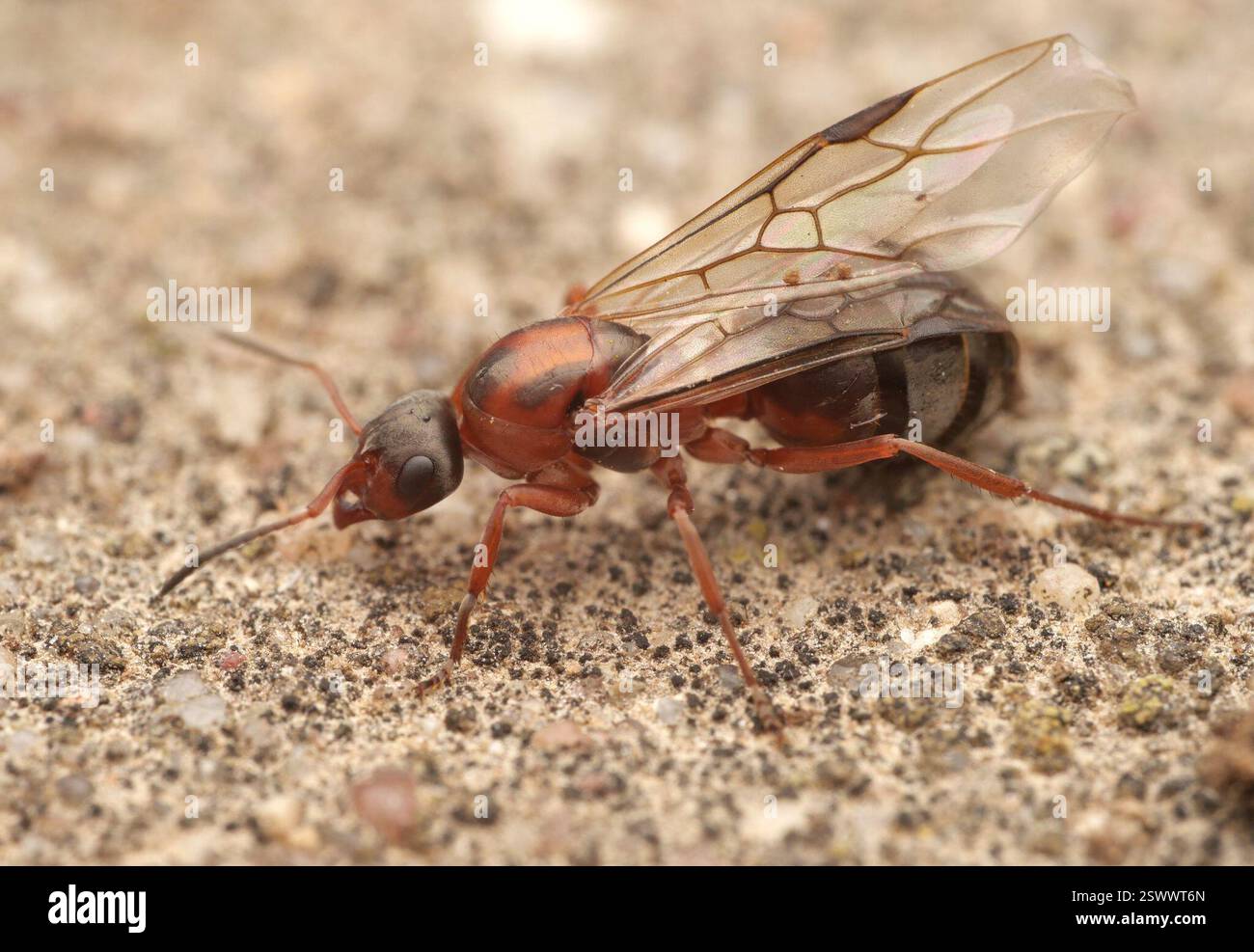 Red-barbed Ant (Formica rufibarbis), Insecta, Gundersheim, Deutschland ...