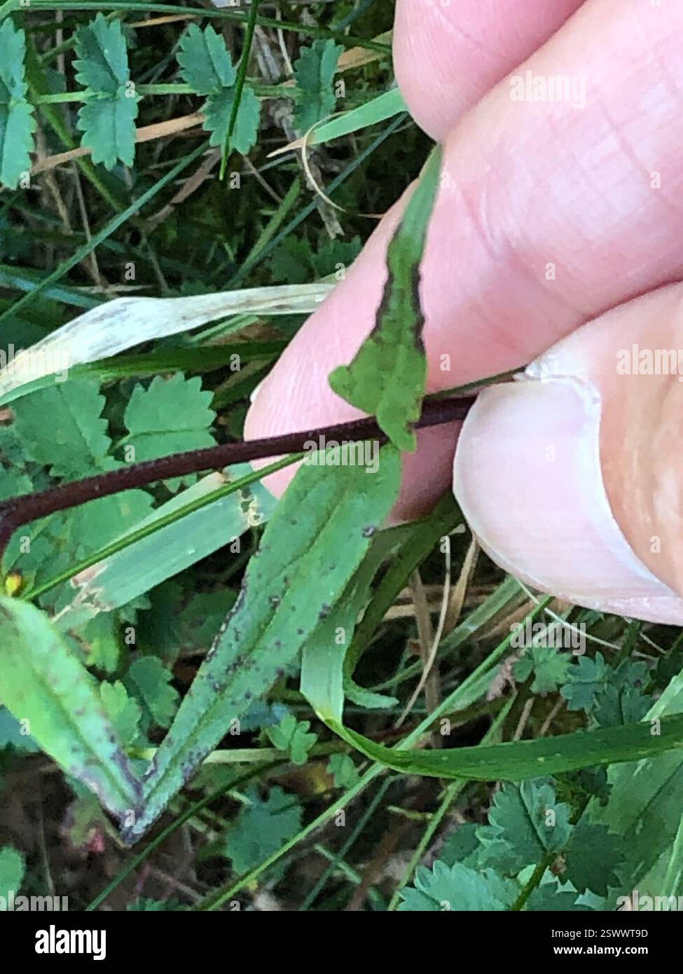 Common Cow-wheat (Melampyrum pratense), Plantae, St. Bride's Major ...