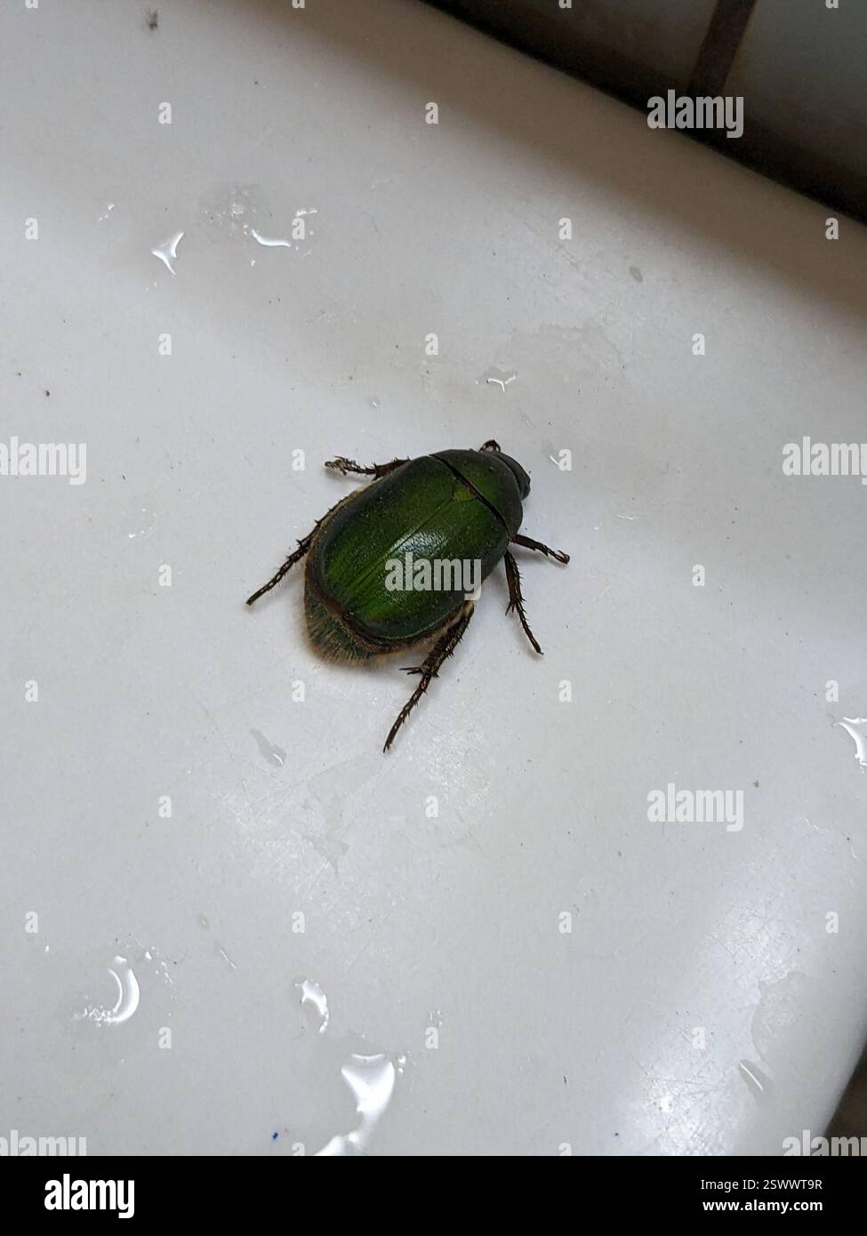 Green Chafer (Anomala albopilosa), Insecta, Japan, 〒151-0052 Tokyo ...